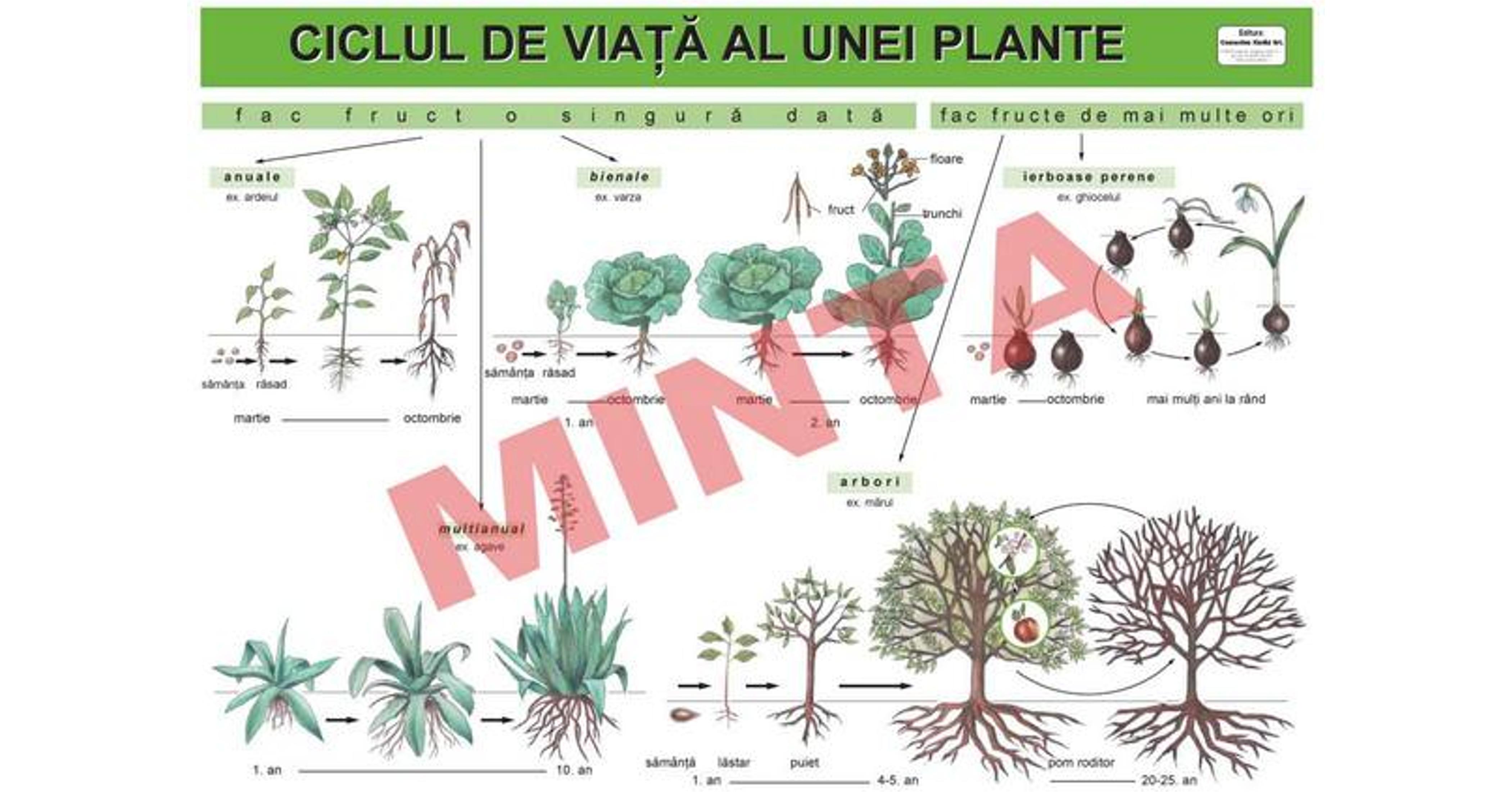 Planse-Ciclul de viata al unei plante